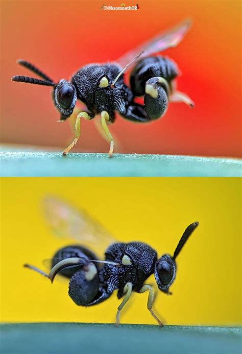 Parasitoid Wasps Biocontrol Ento Sprayfree Beneficialinsects Insects Somnath B Kumbhar