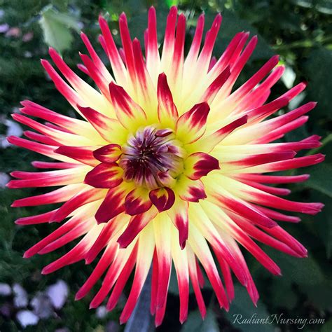 Dahlia Flowers — Radiant Nursing