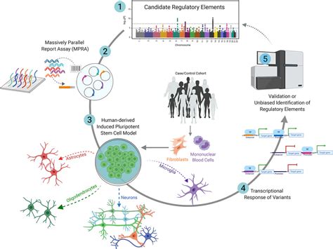 Massively Parallel Techniques For Cataloguing The Regulome Of The Human