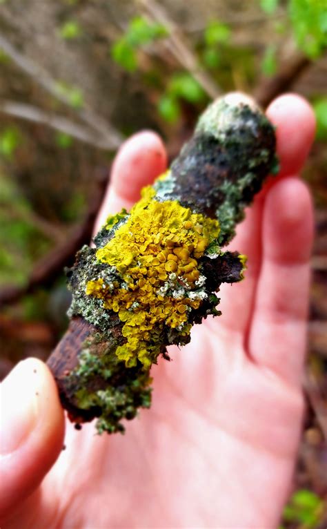 Tiny World On A Tiny Branch R Lichen