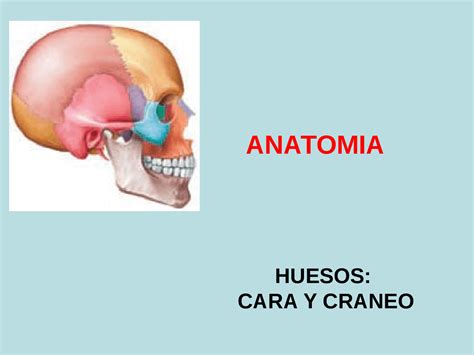 Anatomía Del Hueso Temporal Ppt Ligamento Tibial Craneal Del Menisco
