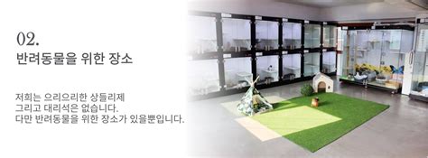 이탈리안그레이하운드분양 사랑스러운 애기 강아지 요요 웰시코기분양 프렌치불독분양 보스턴테리어분양 이탈리안그레이하운드분양 베들링턴테리어분양 셔틀랜드쉽독분양 코카스파니엘분양