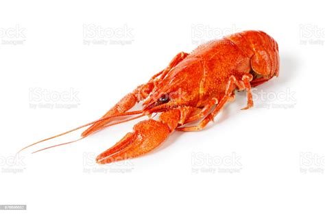 해물 요리 붉은 가재 삶은 맥주에 대 한 간식의 종류입니다 갈고리 발톱에 대한 스톡 사진 및 기타 이미지 갈고리 발톱 갑각류 강 Istock