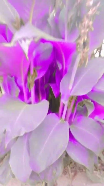 Cute Astetic Youtube