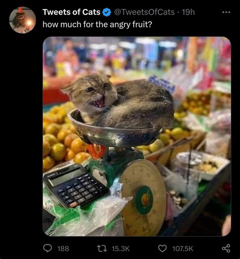 Ill Take Two Rnonpoliticaltwitter