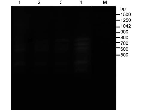 Aflp Banding Patterns Produced From The Recombinants And The S Download Scientific Diagram