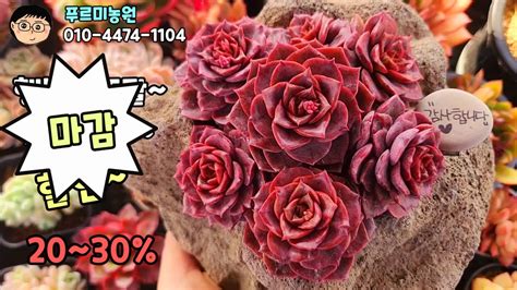 3월 17일🩷행복한주말~더행복한할인~ 🤗다육판매다육식물korean Succulent Plants 多肉植物 다육특가숨막히게예쁜다육다육농장카드 Youtube