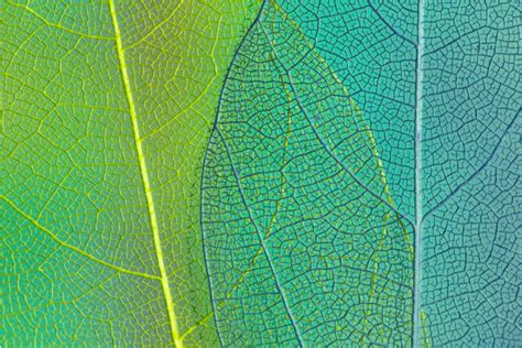 Seamless Blue Green Deployment With CodeDeploy Capital One