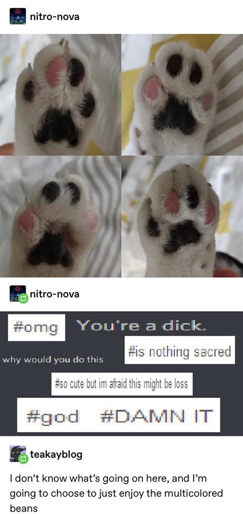 Just Cat Toes Nothing Else Rtumblr