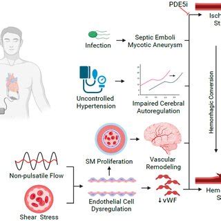 PDF Vascular Function In Continuous Flow LVADs Implications For Clinical Practice