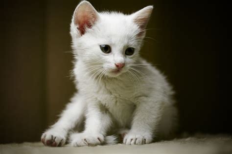 Kitteh Kats Kittens Cutest Beautiful Cats Cute Cats