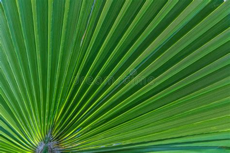Close Up Green Palm Leaf Texture Abstract Palm Leaf Horizontal