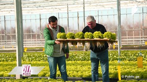 თანამედროვე სათბური და მეურნეობა წყალზე ჰოლანდიური ტექნოლოგიები სამტრედიაში Youtube