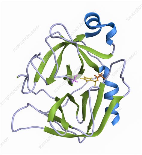 Chymotrypsin Serine Protease Molecular Model Stock Image C055 0822
