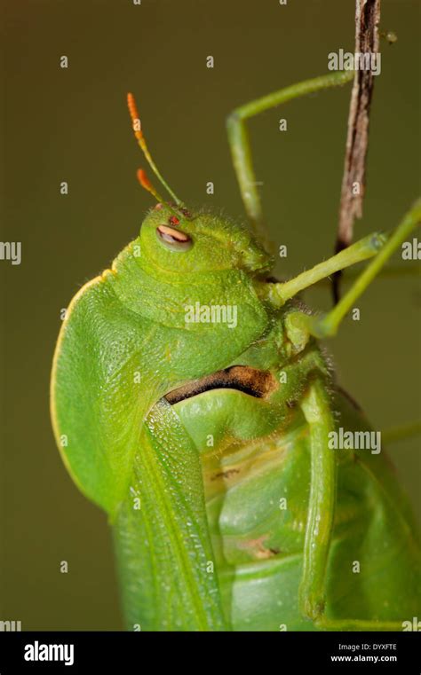 Portrait Of A Green Bladder Grasshopper Bullacris Intermedia South