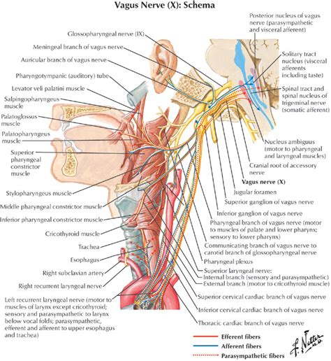 Ambiguus Nucleus Meddic