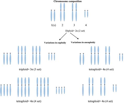 Schematic Representation Of Congenital Abnormalities In The Number Of