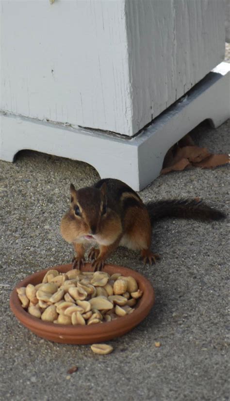 Chunky Chipmunk Grabbies R Lilgrabbies
