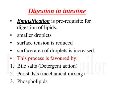 Lipid Digestion Absorption Pdf