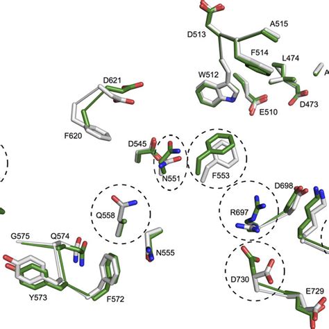 Multiple Alignment Of 45 Protein Sequences Identified From Blast