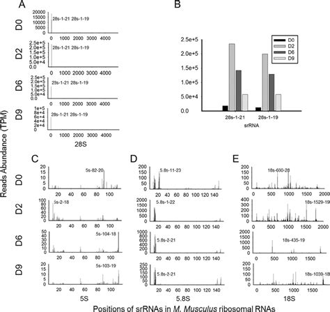 Positions Of Srrnas In Different Type Of Ribosomal Rnas A 28s B