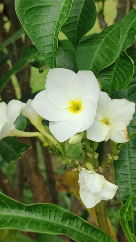 The Café Debate Are Llms Truly Intelligent By Ravindra Dastikop