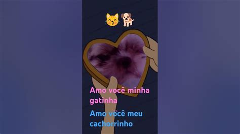🐕😽🙏 ️😍🥰 Amo Você Minha Gatinha E Meu Cachorrinho 💖😍 Youtube