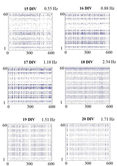Raster Plots Showing The Occurrence Of Spiking Activity In The Same