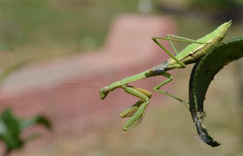 A Sexy Insect By Nachomoreno On Deviantart