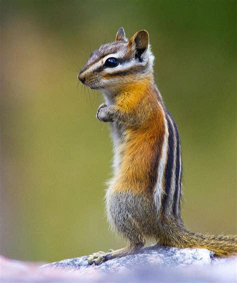 Standing Chipmunk Photograph By Lowell Monke Pixels