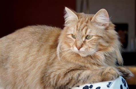 Very Special Cinnamon Torbie Sibirische Katze Katze Anatomie
