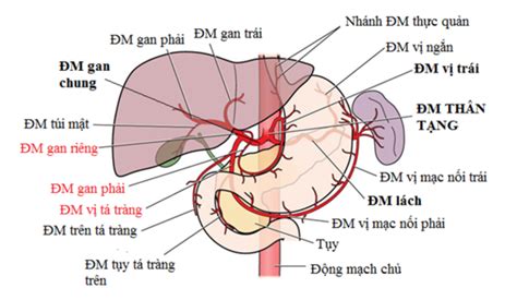 Hội chứng gan thận là gì Các biểu hiện của bệnh Vinmec