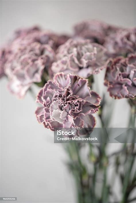 유리 꽃병에 아름 다운 꽃입니다 카네이션의 꽃다발을 아름 다운 특이 한 색상 이다 꽃 구성 일광입니다 여름 배경 화면 0명에 대한 스톡 사진 및 기타 이미지 Istock