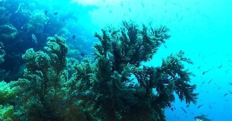 서귀포 문섬일대 해중경관지구 조성 속도 낸다