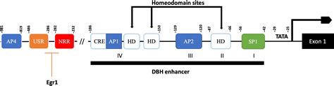 Dopamine Beta‐hydroxylase And Its Genetic Variants In Human Health And