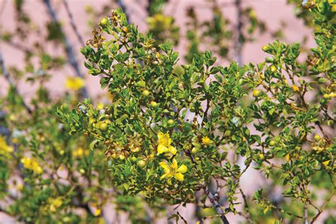 Creosote Bush In Desert
