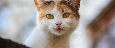 Optimizing Image Display With Blur Placeholder And Lazyload Dev Community