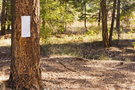 Blank Notice On Tree Trunk Stock Photo Image Of Notice