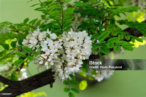 녹색 잎과 많은 하얀 꽃이있는 나무의 가지가 강한 초점이 흐트러진 나뭇잎의 녹색 배경에 0명에 대한 스톡 사진 및 기타 이미지 0명 개화기 계절 Istock