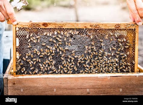 Hive Frame Hi Res Stock Photography And Images Alamy