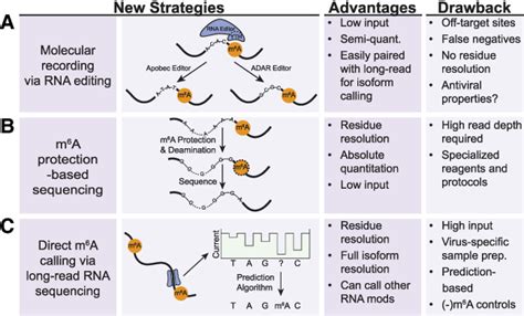 Figure 2 From Challenges To Mapping And Defining M6a Function In Viral