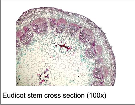 Solved 3 Use The Eudicot And Monocot Stem Cross Sections At