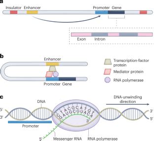 从非编码突变预测致病性 Nature Biomedical Engineering X MOL