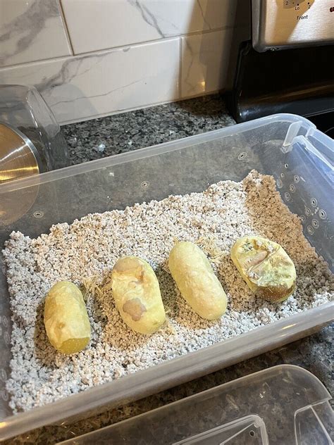 Unhealthy Eggs Ball Pythons Morphmarket Reptile Community