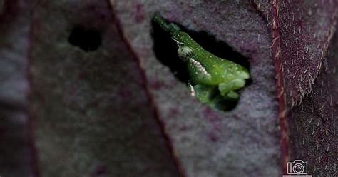 Grasshopper [oc] Album On Imgur