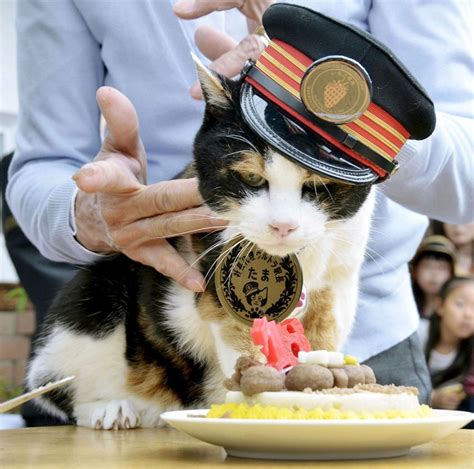 Tama Japans Most Famous Cat Gets Goddess Status At Shinto Style