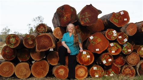 Logging To Continue In Northern NSW As Federal Court Case Dismissed The Australian