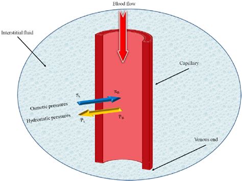 Capillary Microcirculation Schematic And Different Types Of Pressure