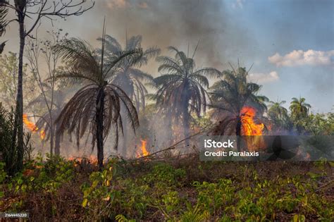 아마존 열대 우림 불법 삼림 벌채 화재 조감도로 가축 콩 및 농업을위한 땅을 엽니 다 환경 생태 기후 변화 지구 온난화 보존