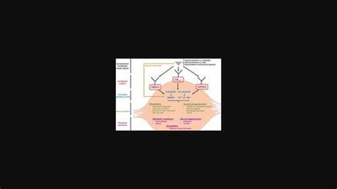 Molecular Networks Underlying Cannabinoid Signaling In Skeletal Muscle